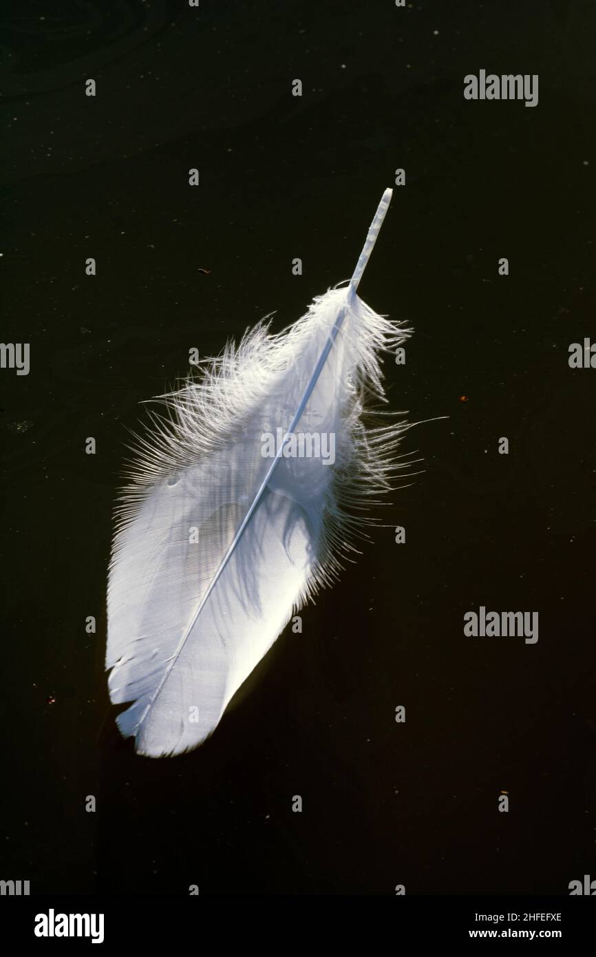 A swan`s feather floating on water Stock Photo - Alamy