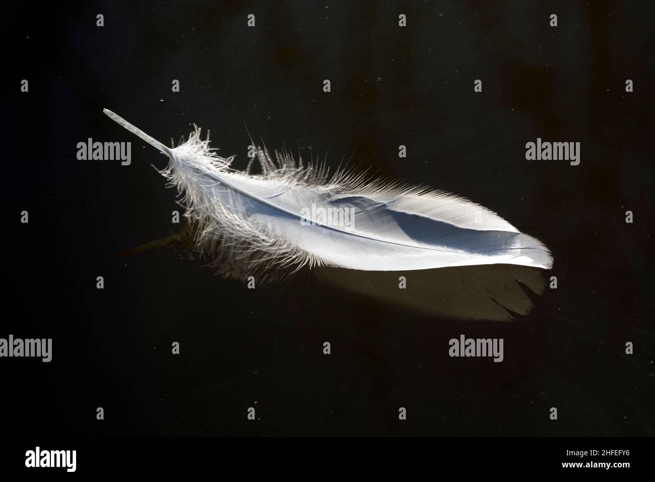 A swan`s feather floating on water Stock Photo - Alamy