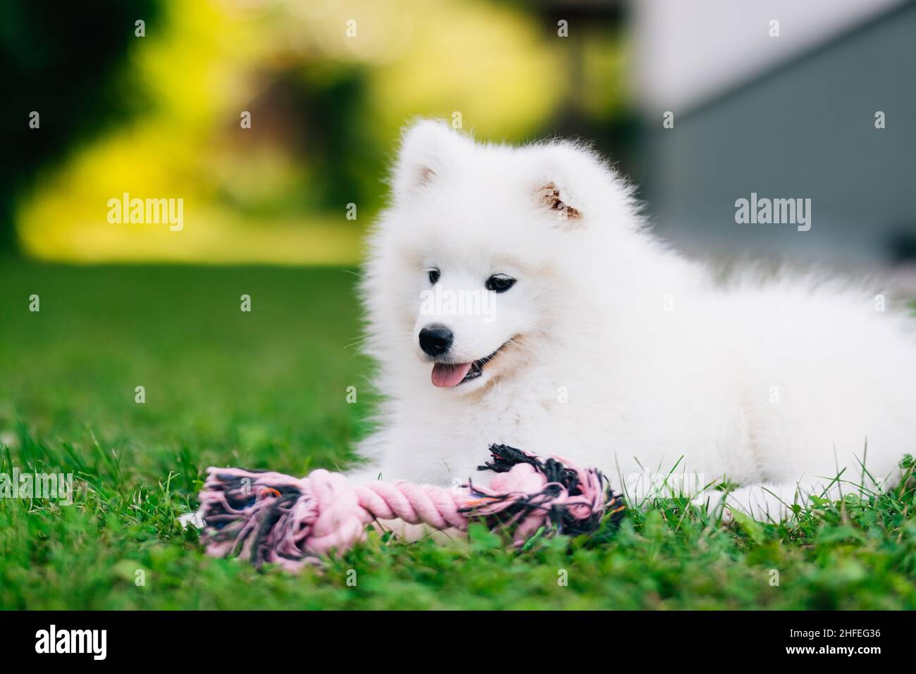 Samoyed dog running on hi-res stock photography and images - Alamy