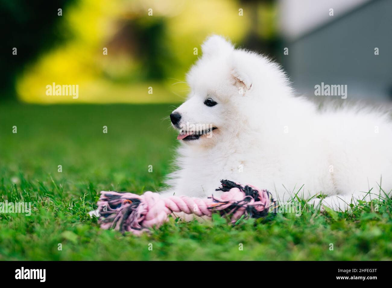 Fluffy white Samoyed puppy dog is playing with toy on the green grass ...