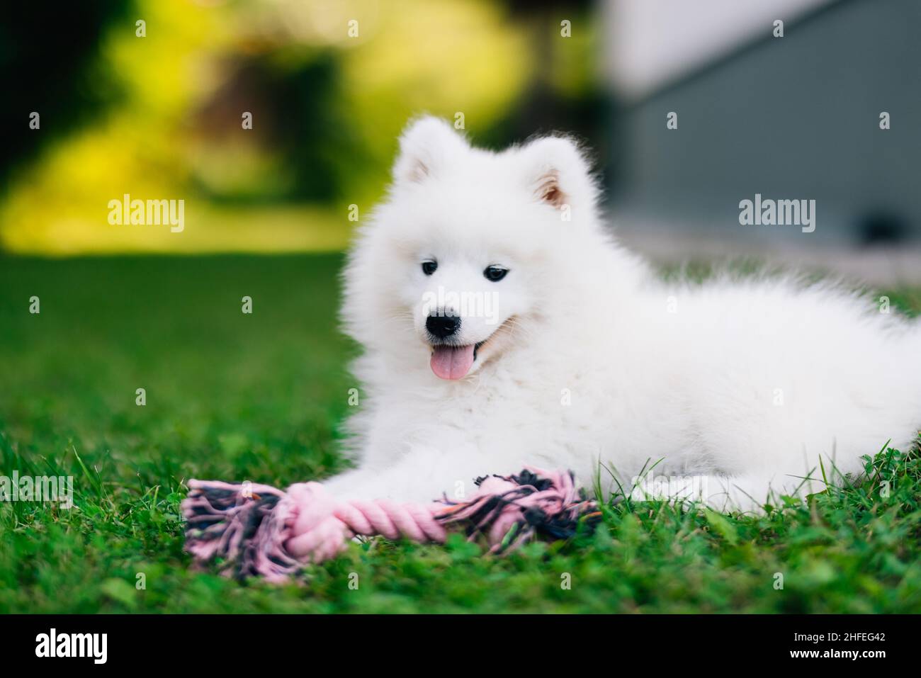 Funny fluffy white Samoyed puppy dog is playing with toy Stock Photo ...