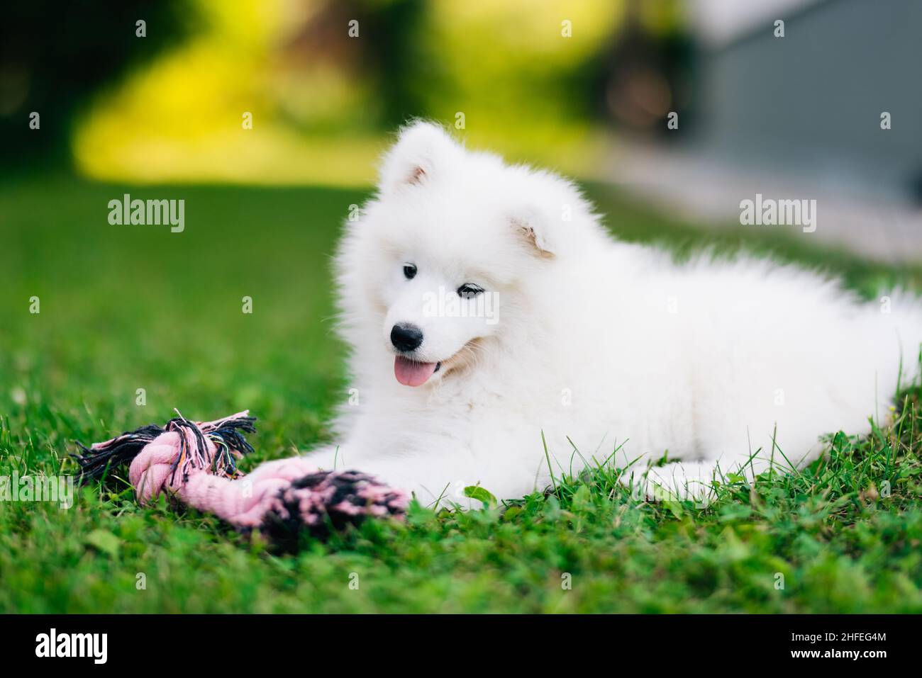 Fluffy white Samoyed puppy dog is playing with toy on the green grass ...