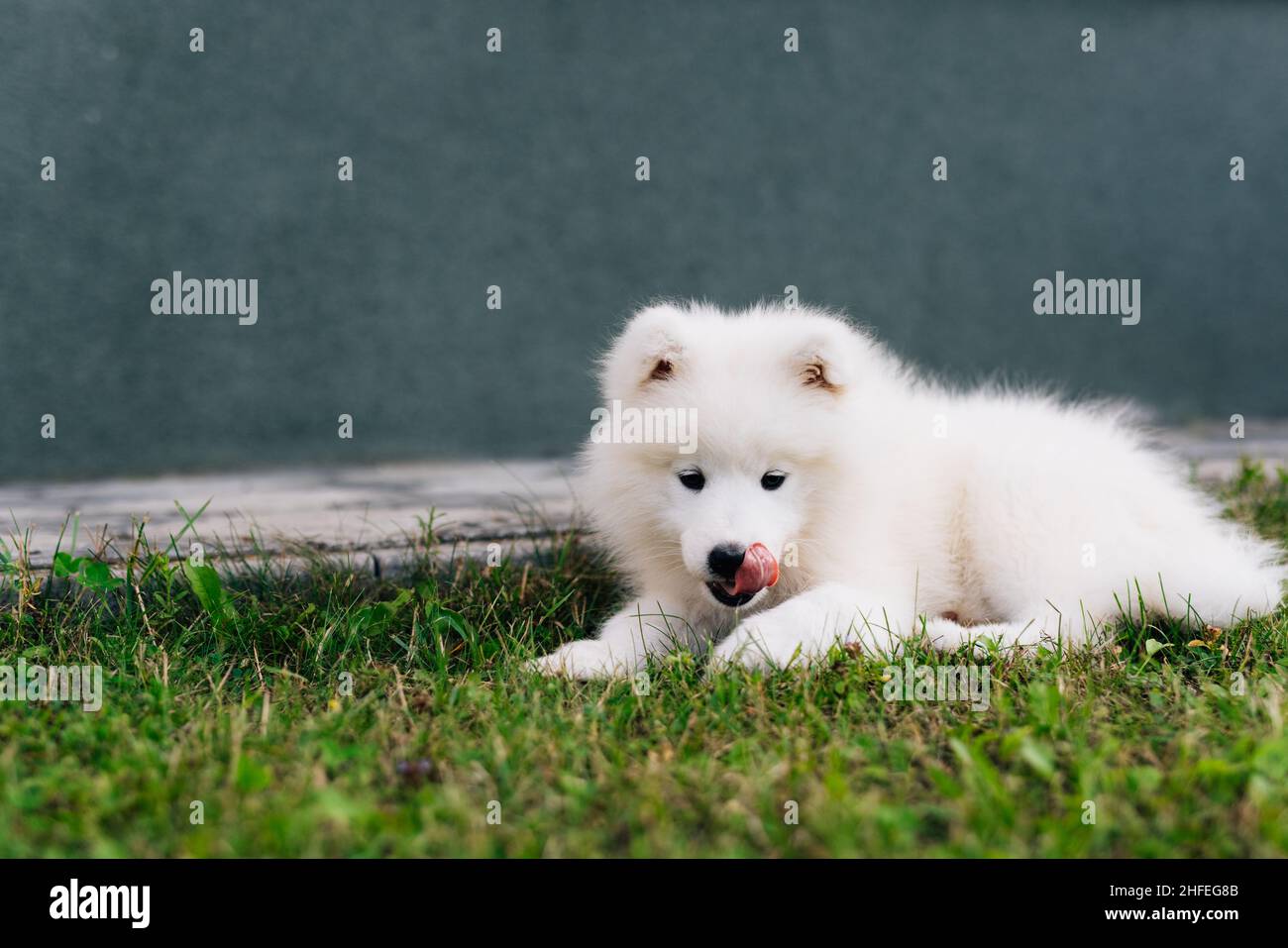 Funny Samoyed puppy in the summer garden on the green grass Stock Photo ...