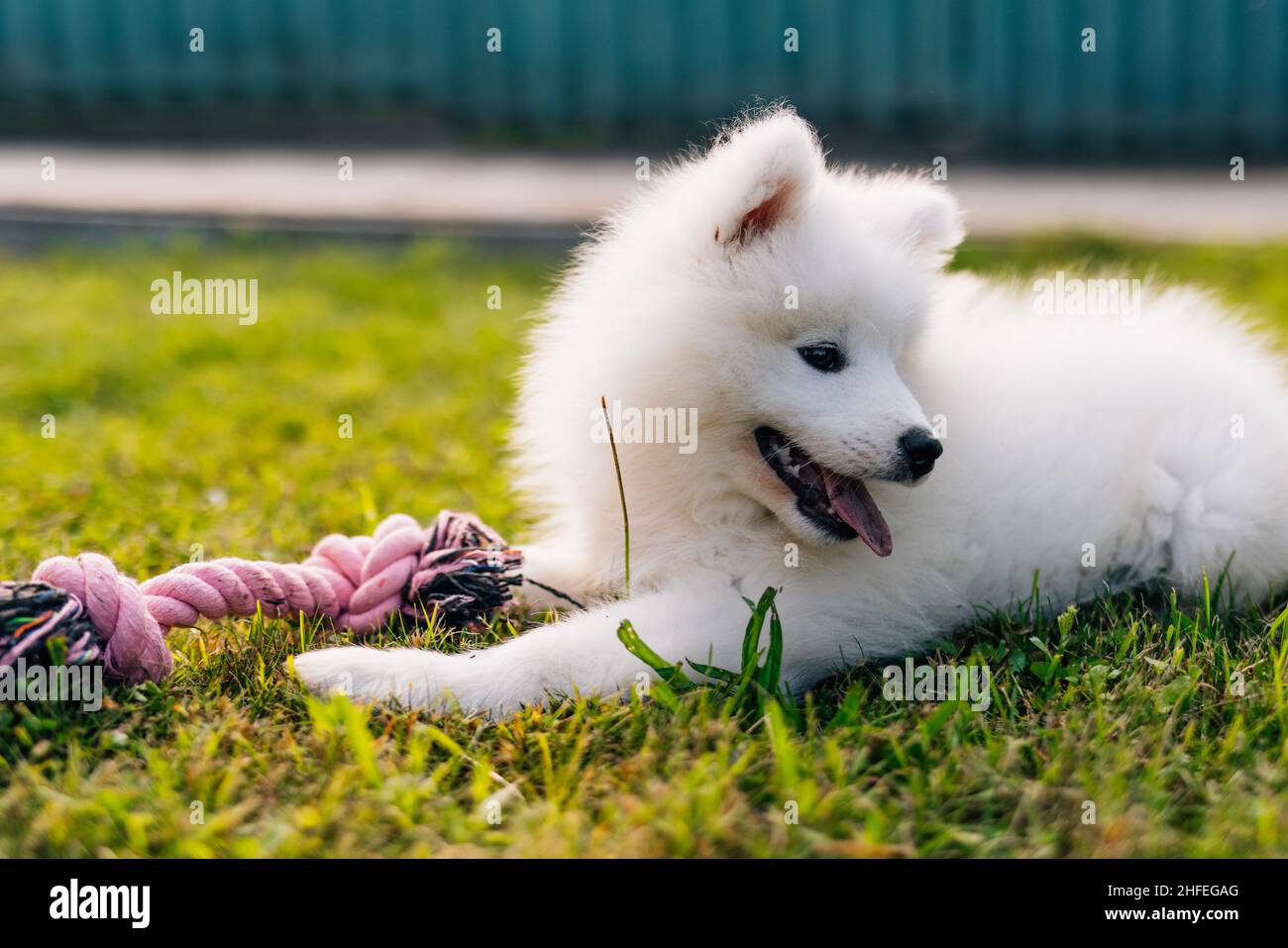 Fluffy white Samoyed puppy dog is playing with toy on the green grass ...
