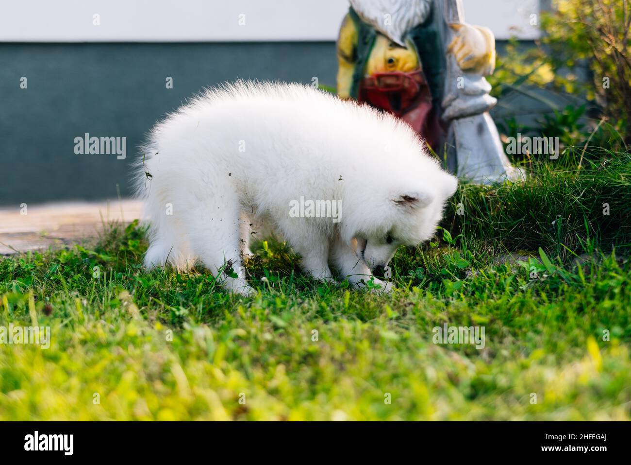 White puppy samoyed husky hi-res stock photography and images - Alamy