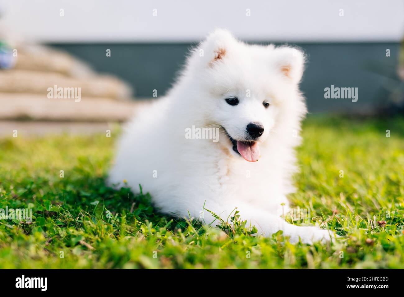 White puppy Samoyed husky playing in the yard on green lawn Stock Photo ...