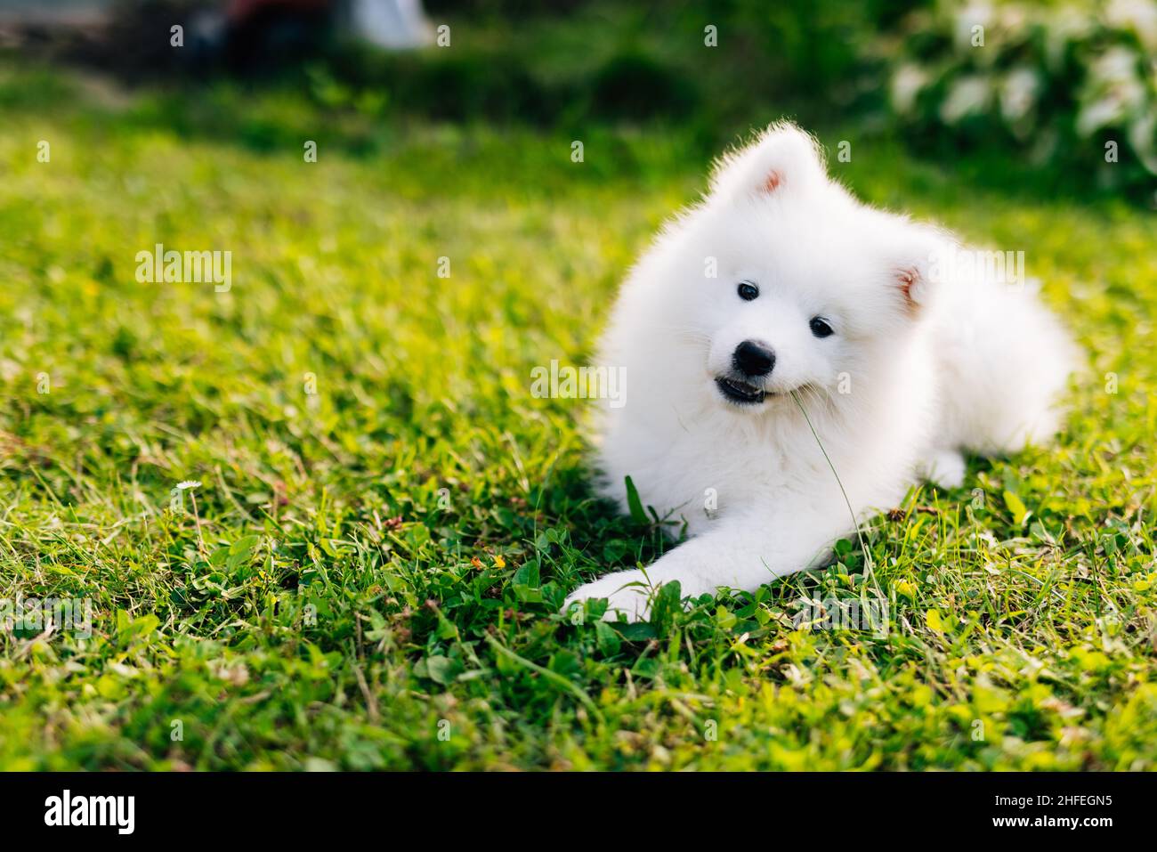 Samoyed husky hi-res stock photography and images - Alamy