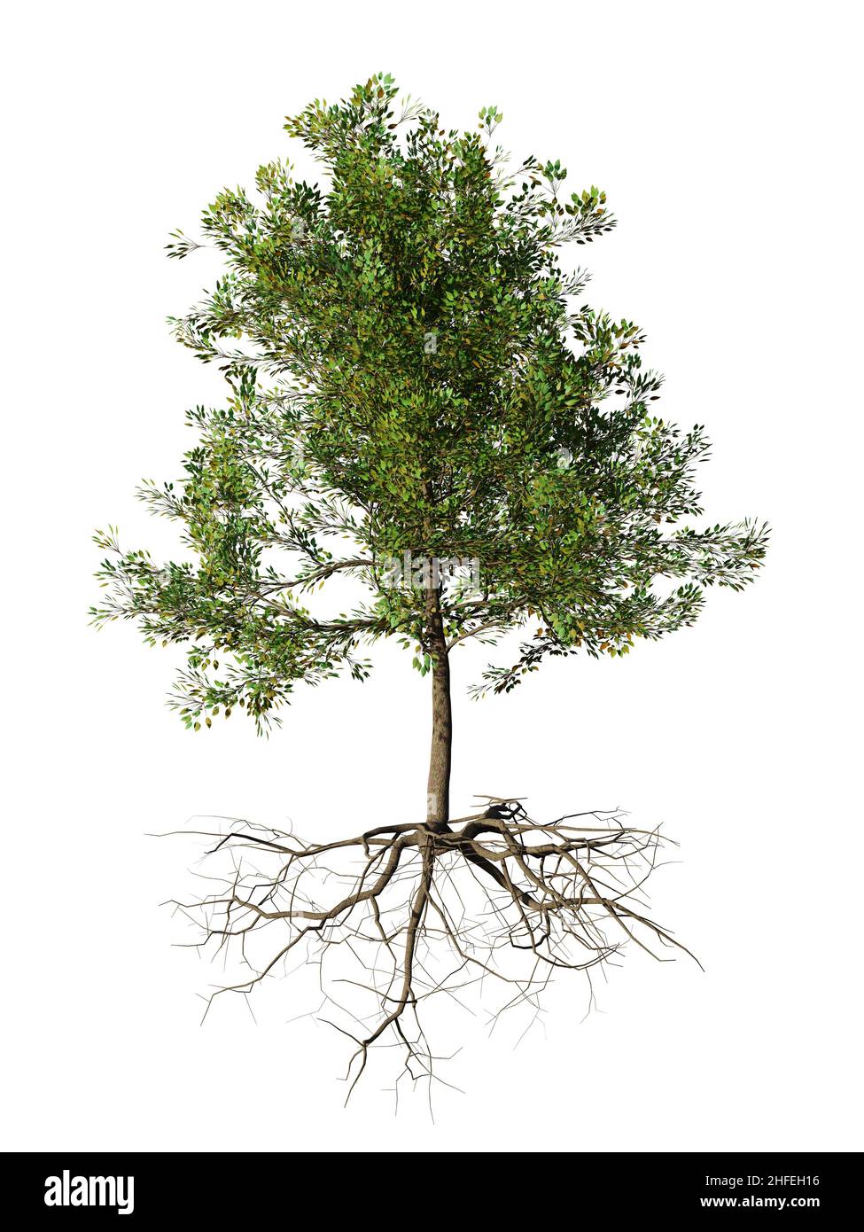 small tree with roots, isolated on white background Stock Photo - Alamy