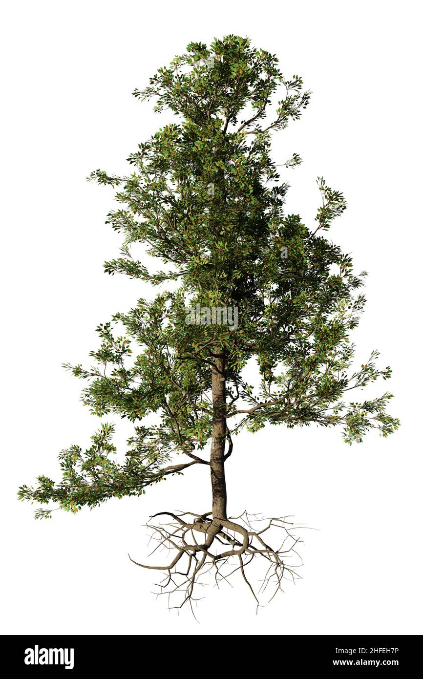 small tree with roots, isolated on white background Stock Photo - Alamy