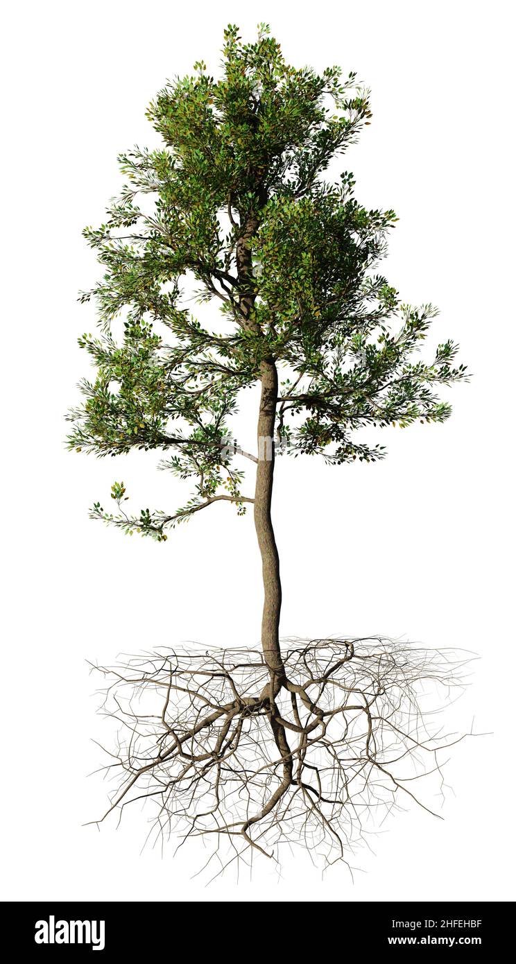 tree with roots, isolated on white background Stock Photo - Alamy