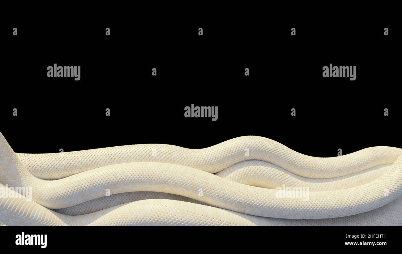 albino snakes isolated on black background Stock Photo - Alamy