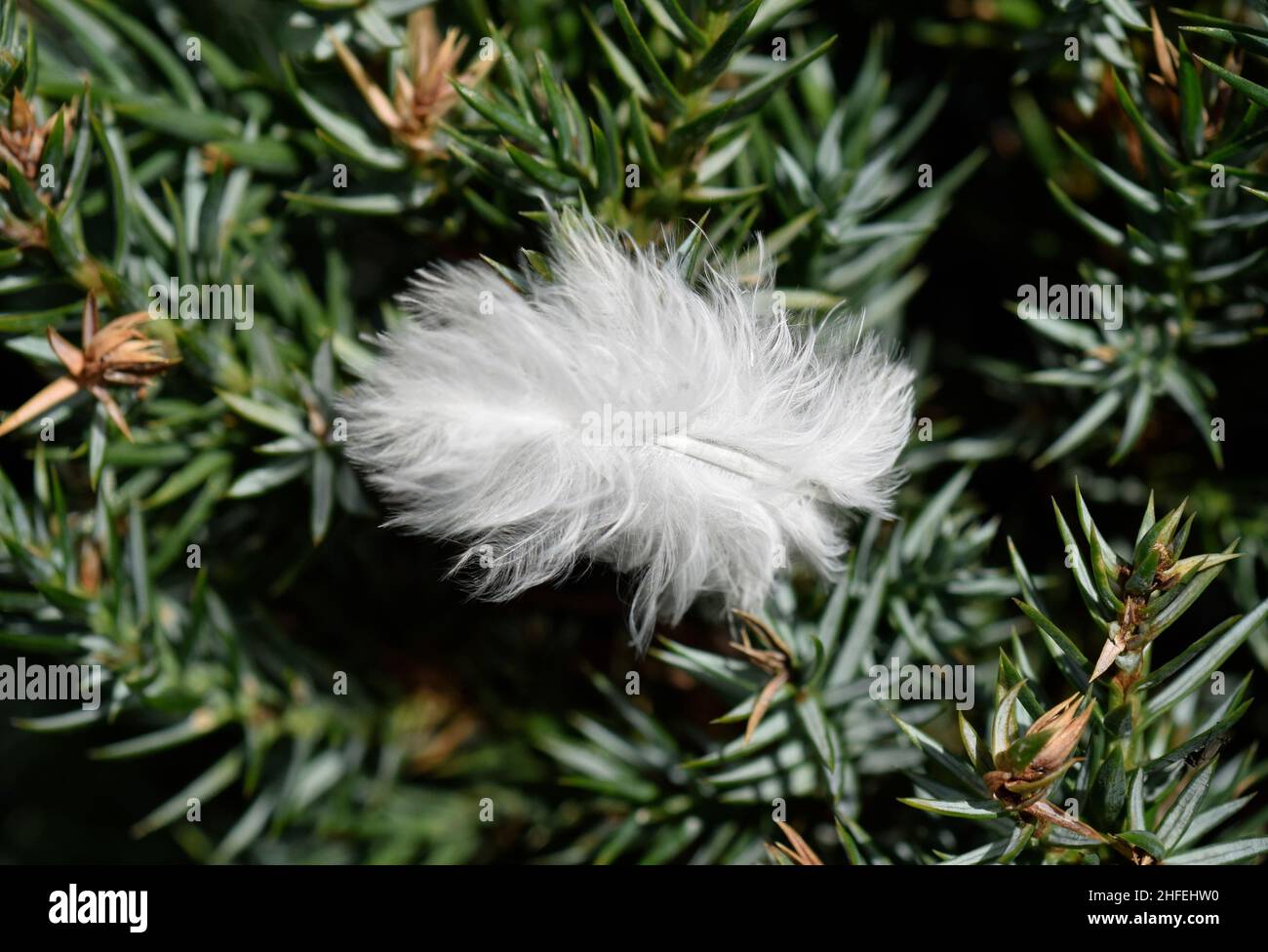 Moulted feather hi-res stock photography and images - Alamy