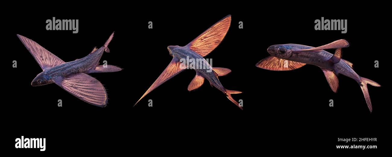 Flyingfish hi-res stock photography and images - Alamy