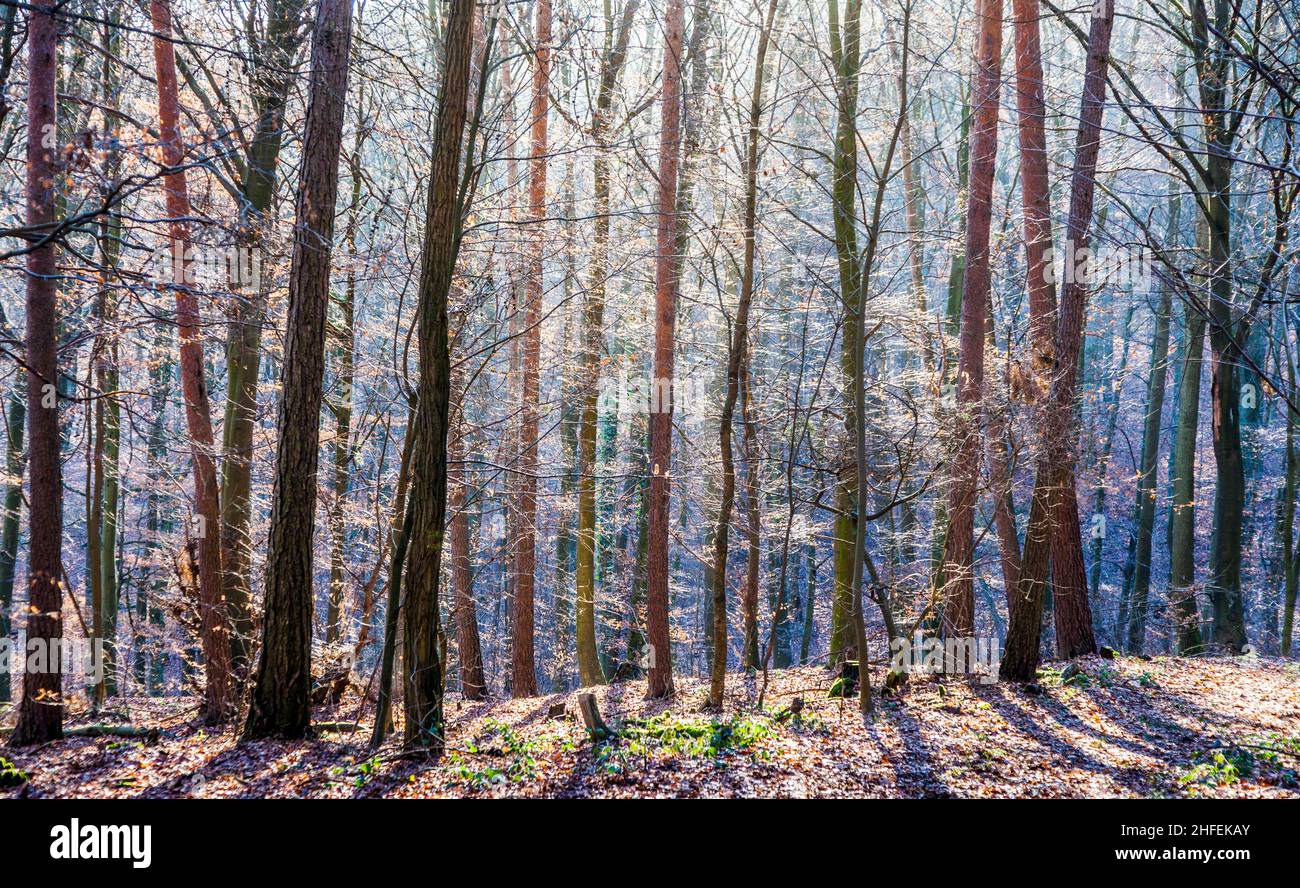 structure of forest in wintertime Stock Photo - Alamy