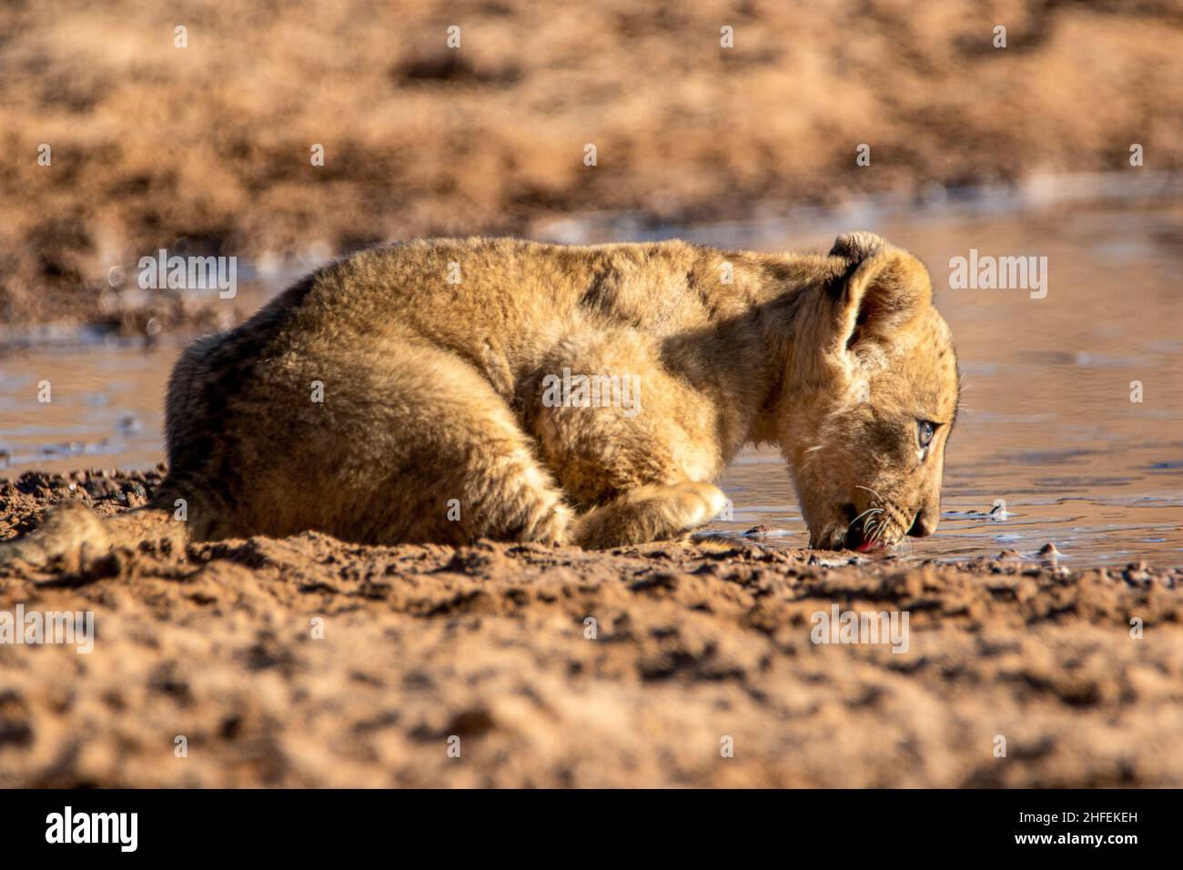 Lion cub drinking water in the Kgalagadi Stock Photo - Alamy