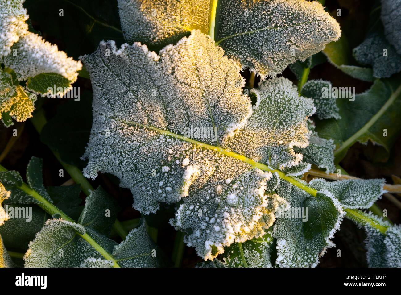 icy leaf of plant in the field in wintertime Stock Photo - Alamy