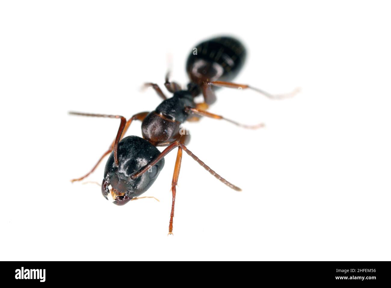 Ant of the genus Camponotus, isolated on white background Stock Photo ...