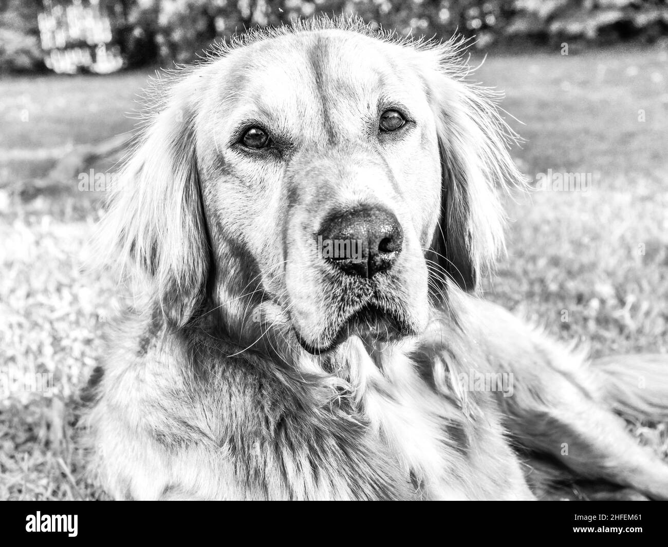 Golden labrador retriever in grass Black and White Stock Photos ...