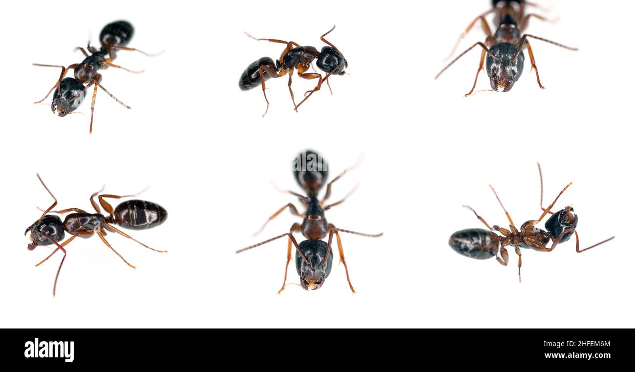Ants of the genus Camponotus. In different positions, isolated on white ...