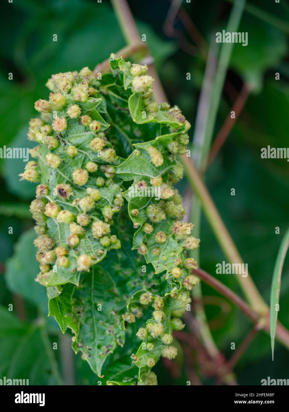 Damaged leaves of Common Grape Vine leaf. Wine leaf with leaf galls ...