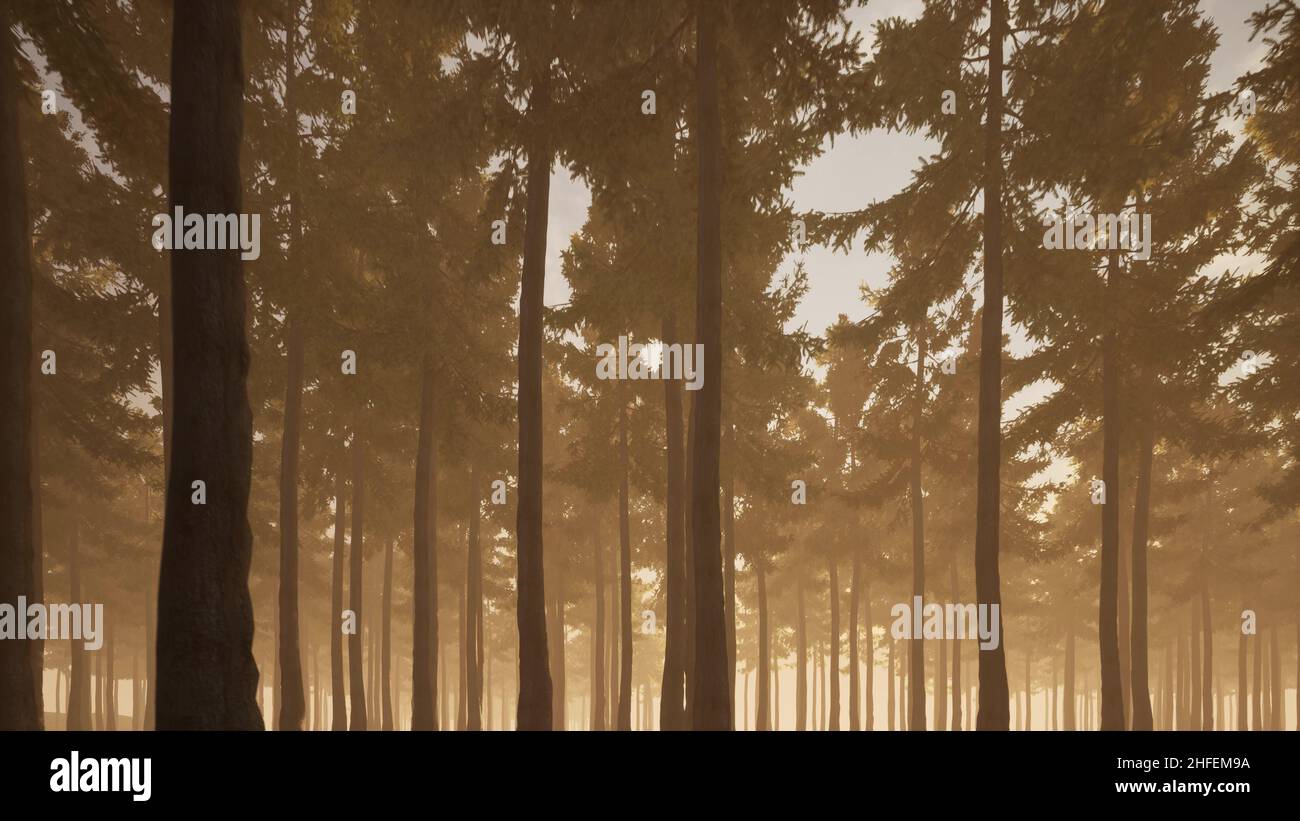 Forest smog misty foggy Climate emergency Beautiful view wood landscape ...