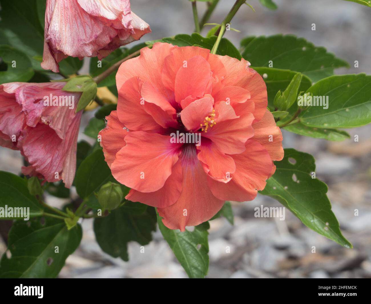 Summer Flowers, A beautifully coloured apricot orange Hibiscus plant ...