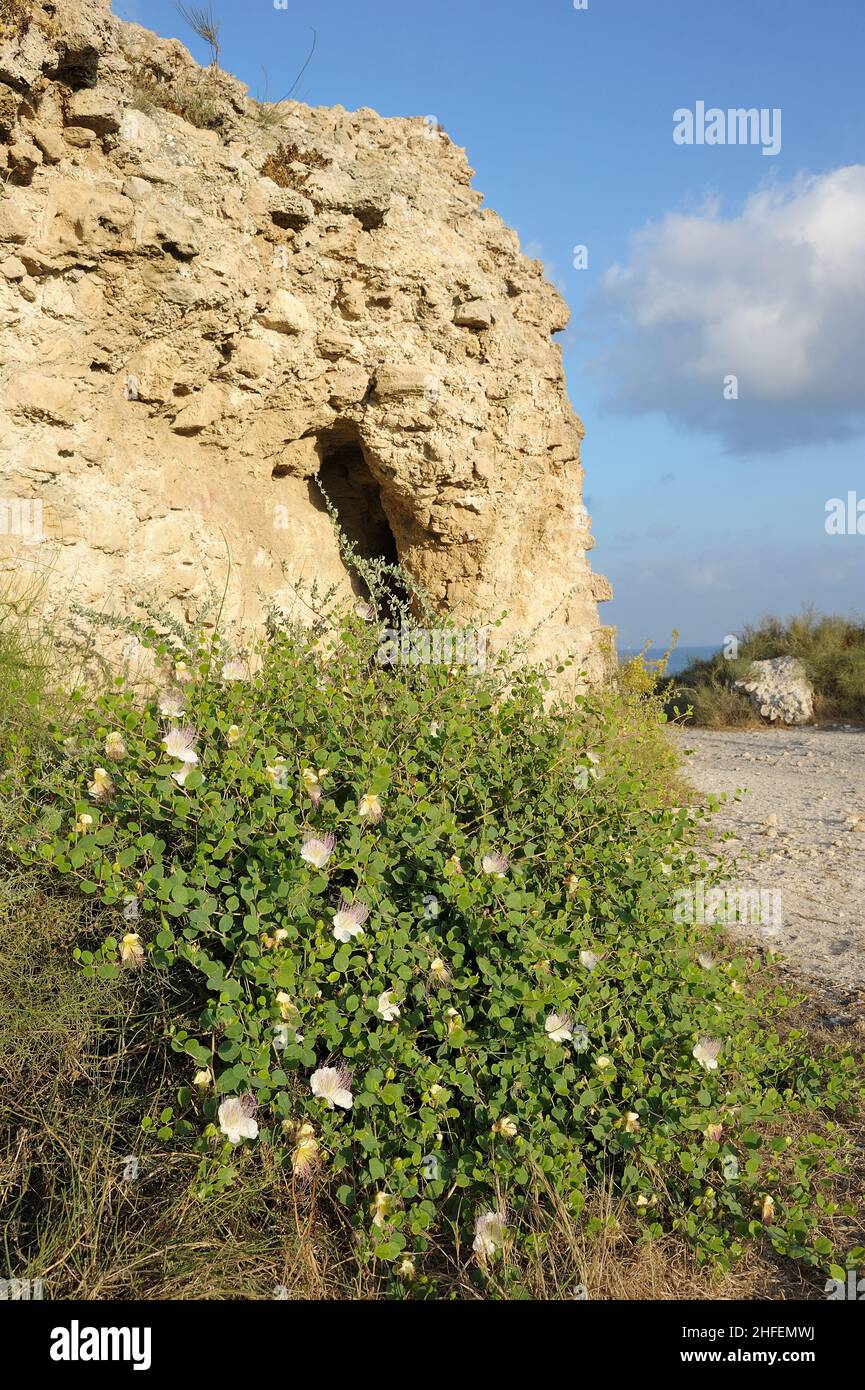 Remnants of the Crusader structures in the park of Ashkelon in Israel ...