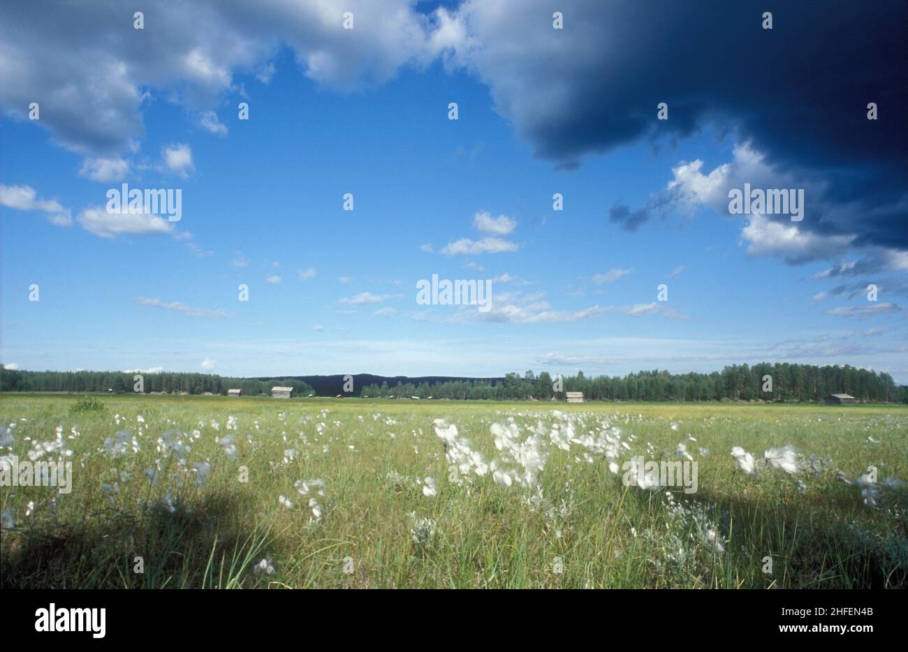 Old hay meadows beside a creek, brook in the woodland. Analog. Barns ...