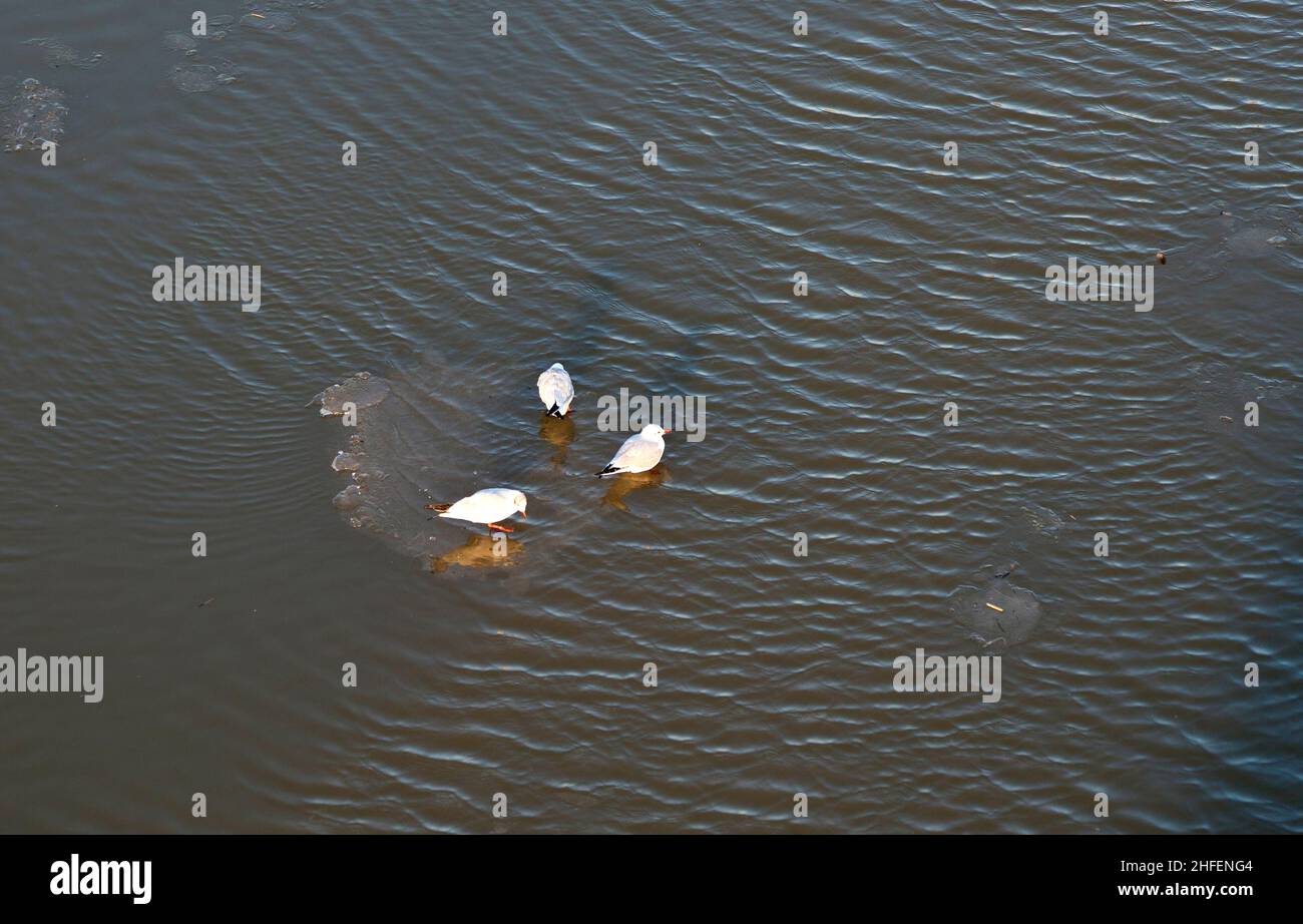 pigeons on an ice flock floating on river Main Stock Photo - Alamy
