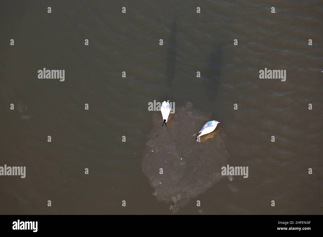 Group pigeons on river hi-res stock photography and images - Alamy