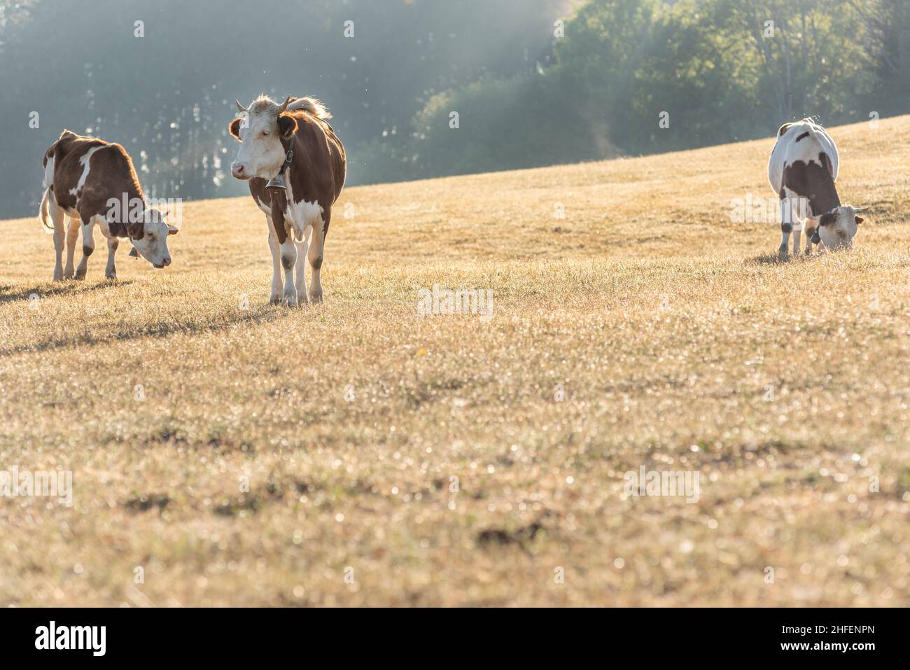 Cows in pasture in morning. Montbeliarde cow in jura in France. Europe ...