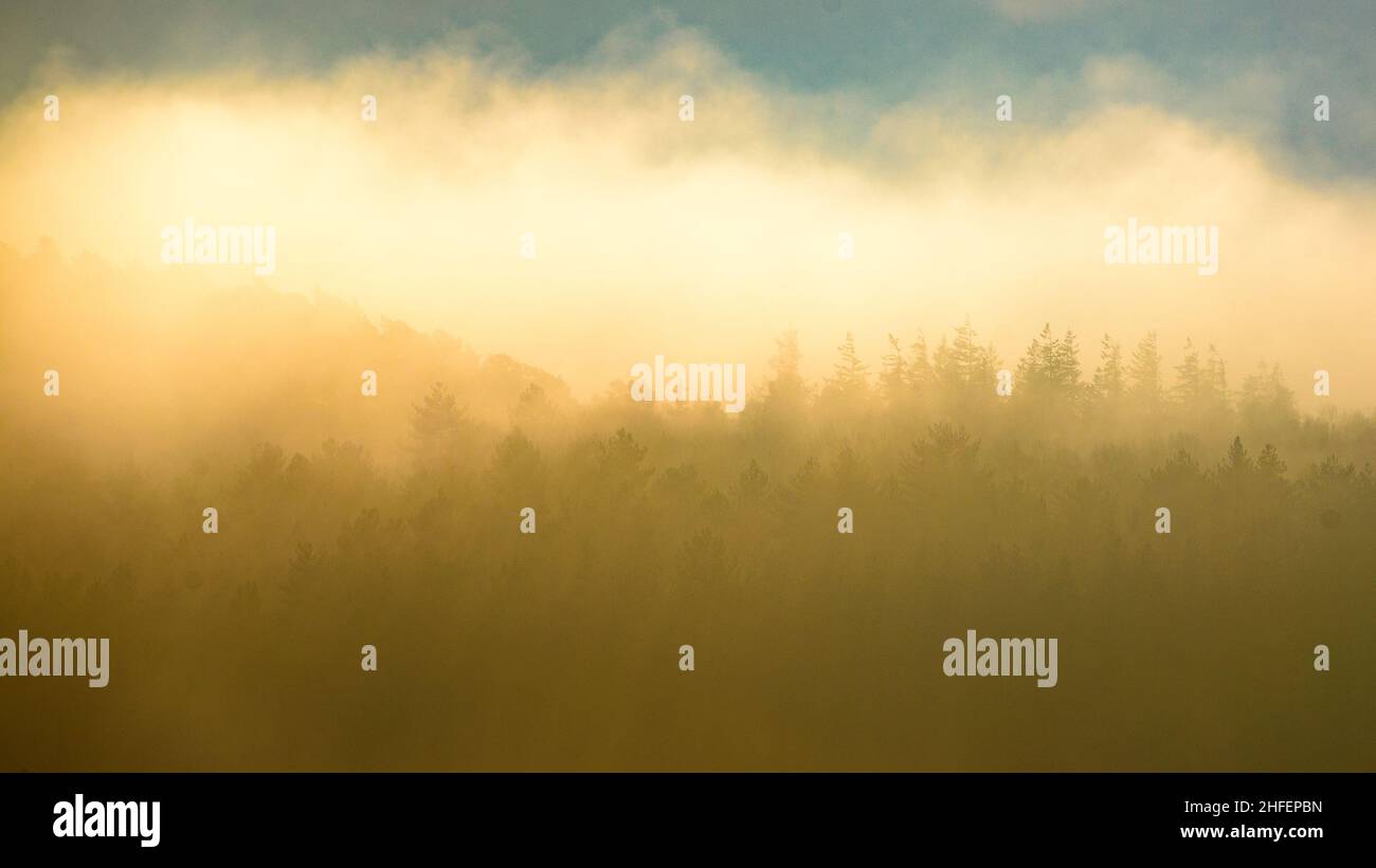 Sunlight mist above treetops Stock Photo - Alamy