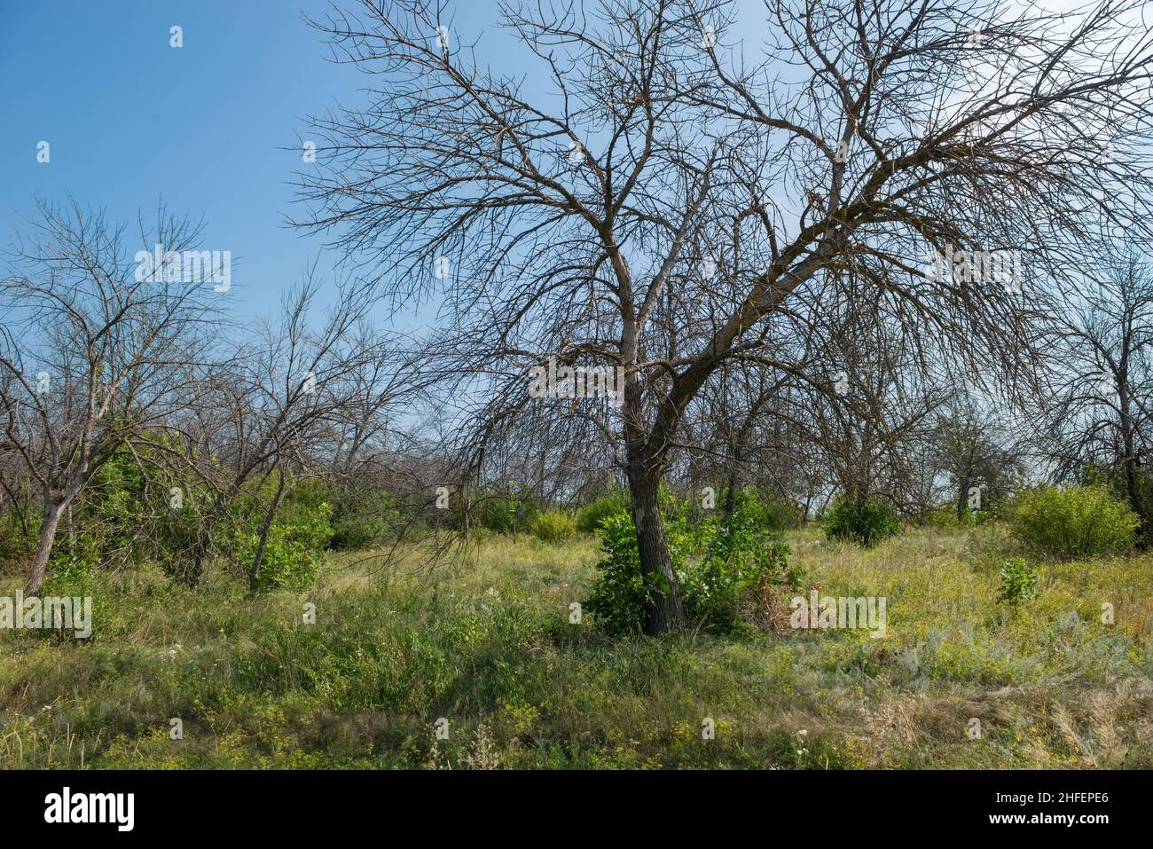 Trees dry up as a result of the pest eating the roots. Ecological ...
