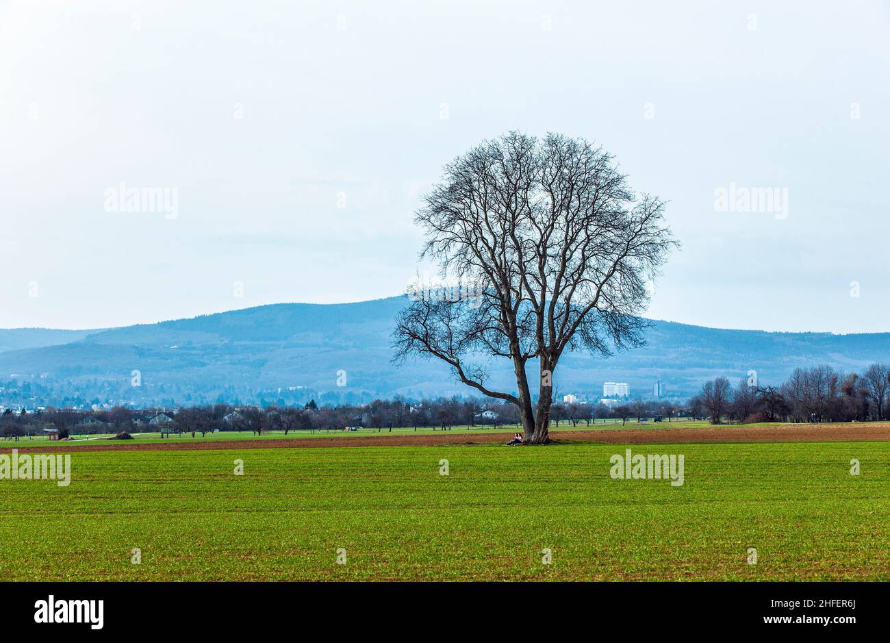 tree in rural area Stock Photo - Alamy