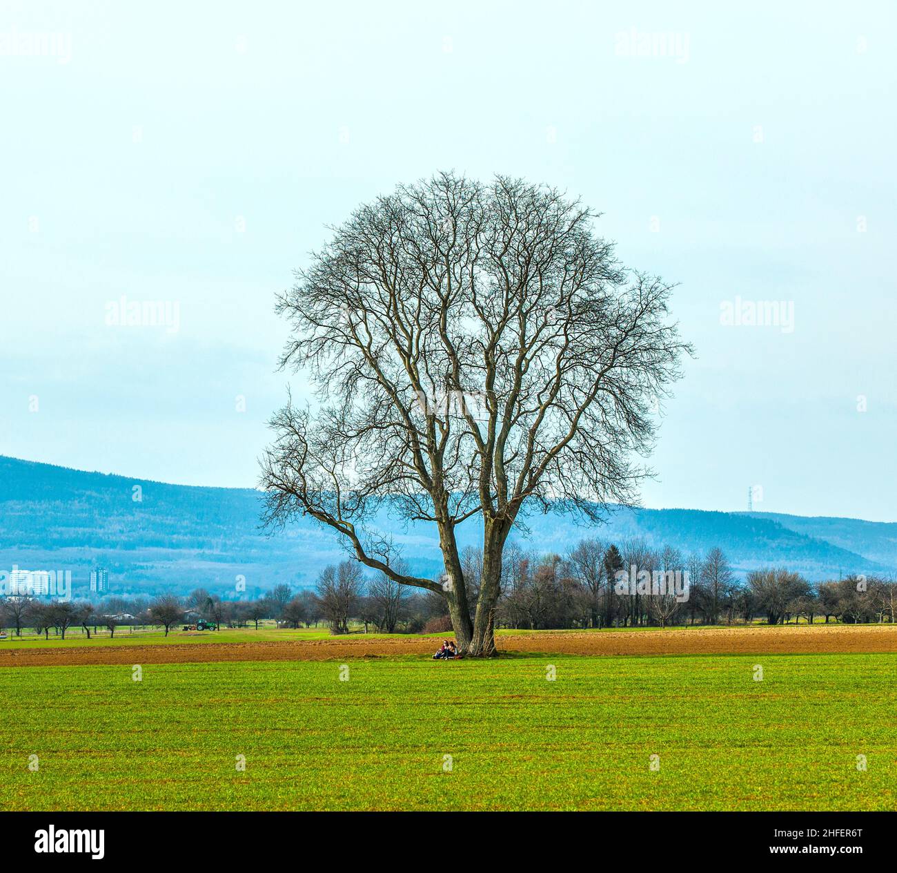tree in rural area Stock Photo - Alamy
