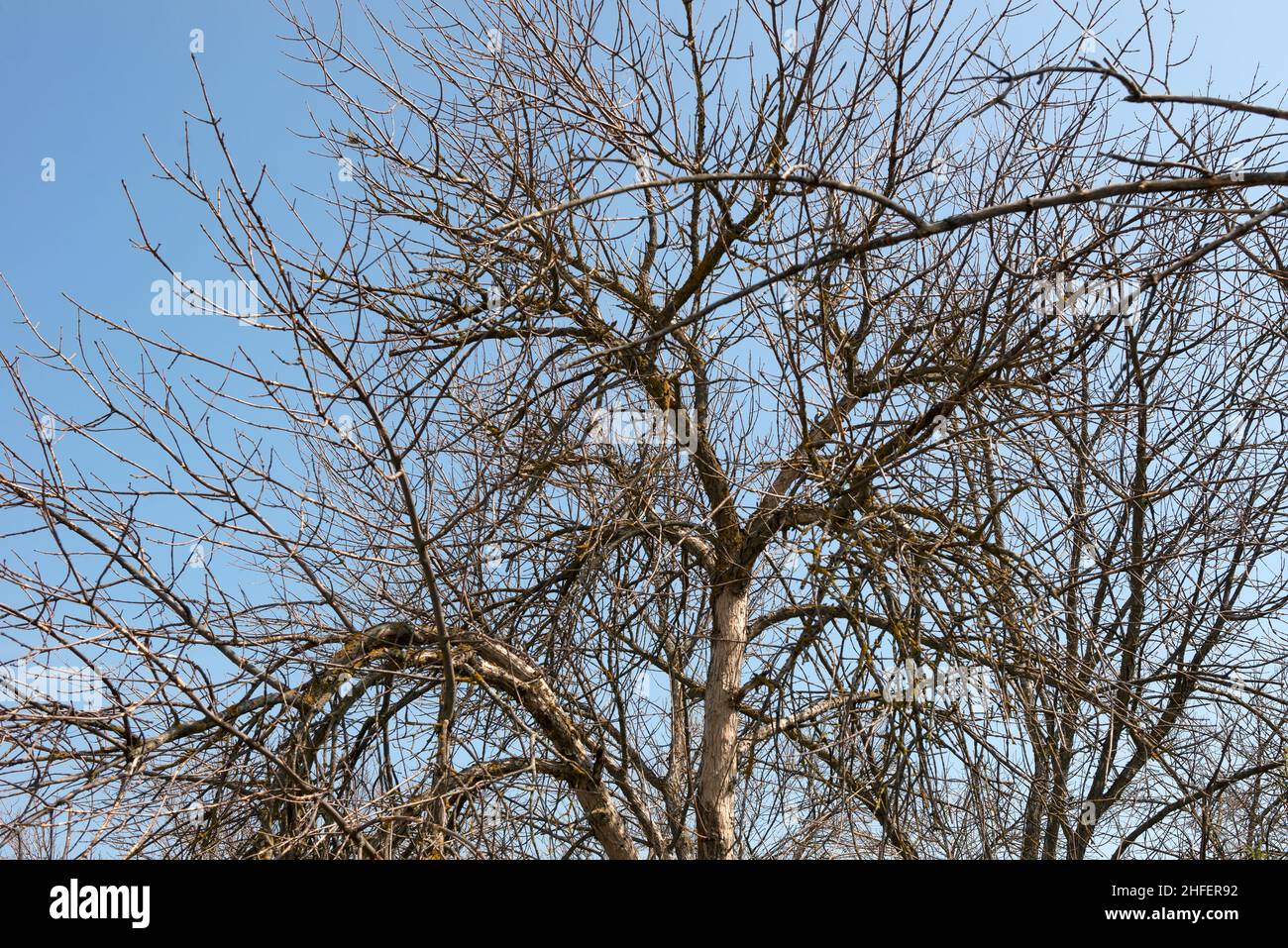 Trees dry up as a result of the pest eating the roots. Ecological ...