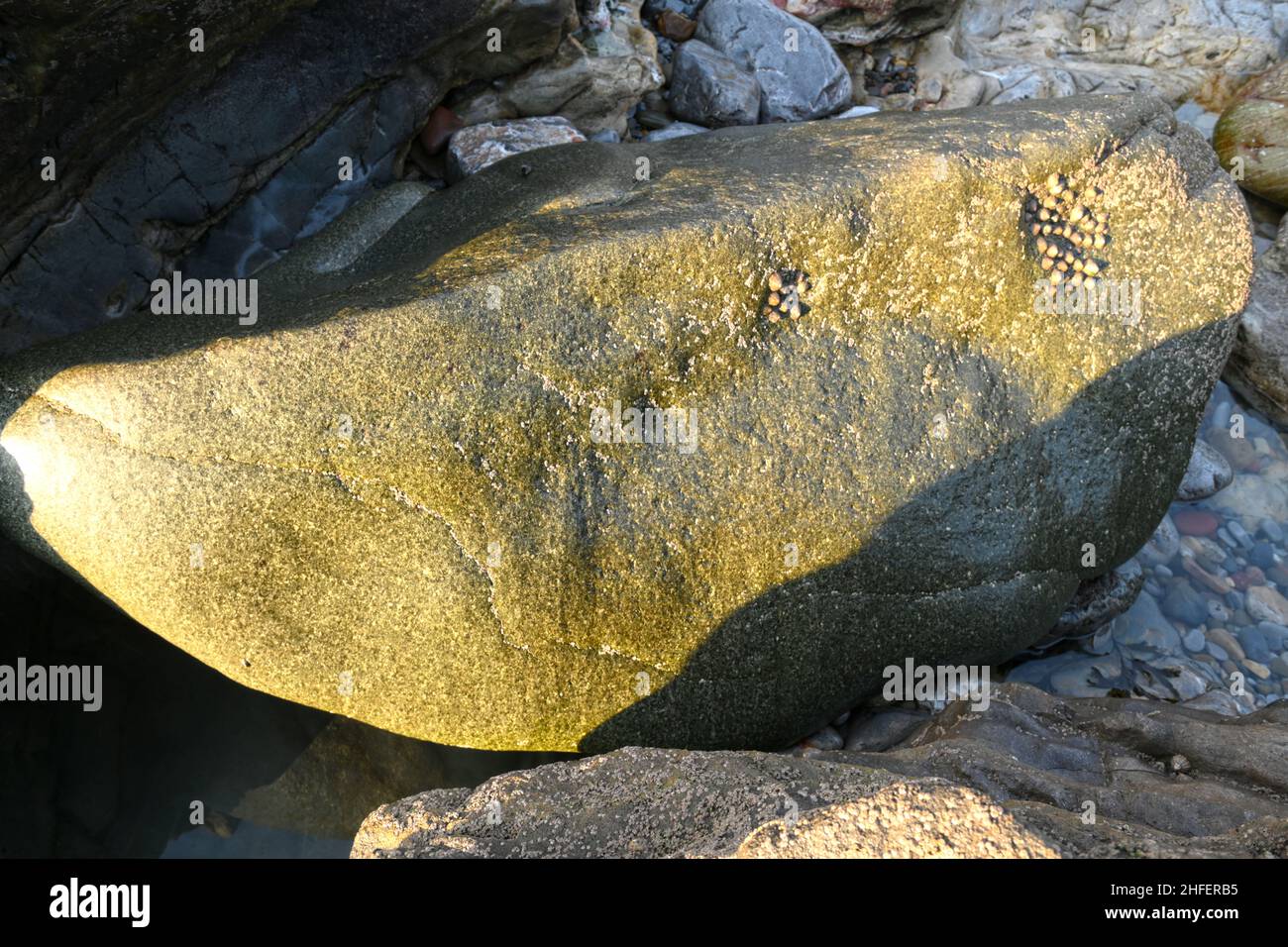 Green dolerite erratic carried on Irish Sea Glacier from Preseli to ...