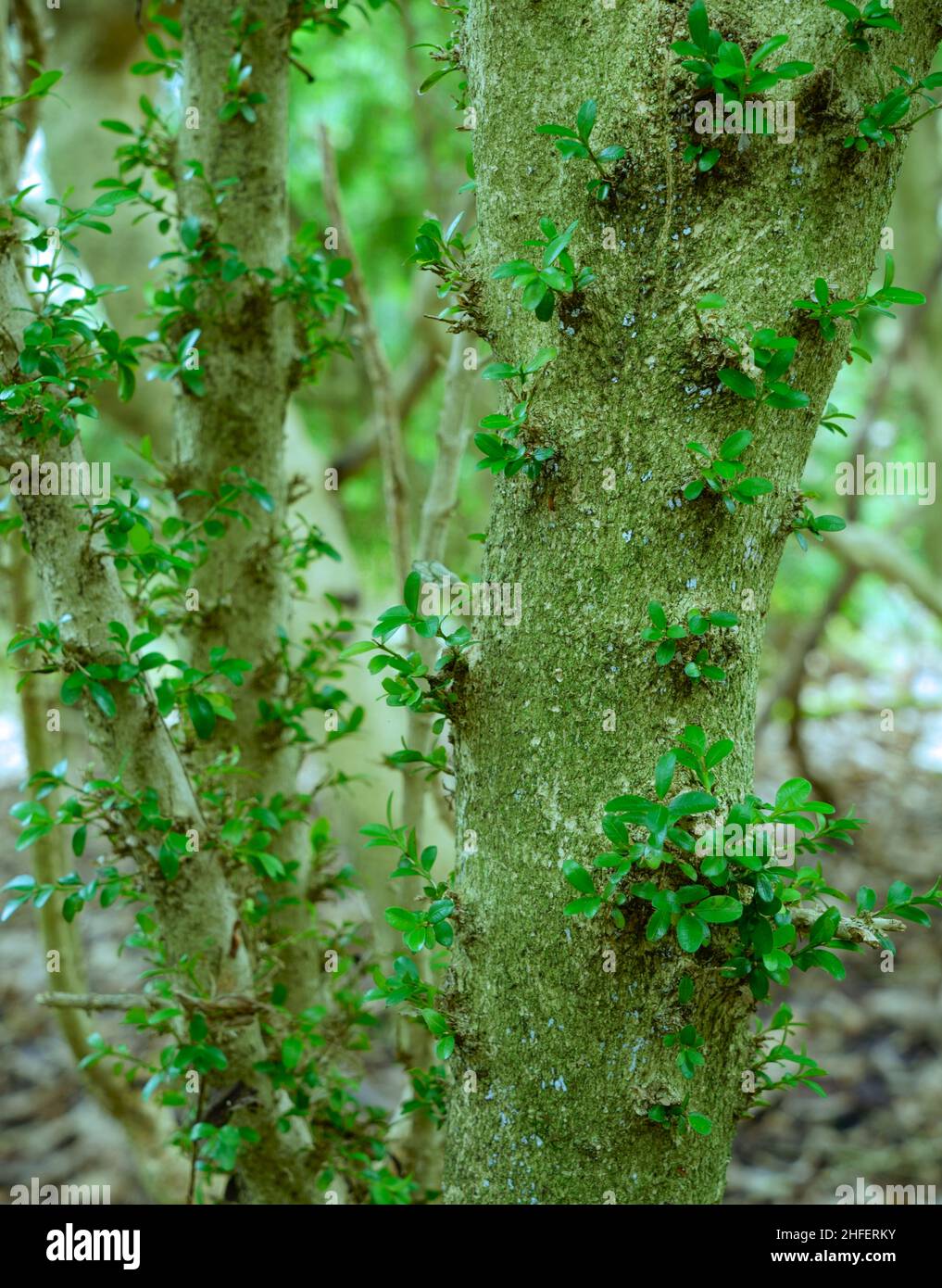 A close up of the trunk of a Box tree Stock Photo - Alamy