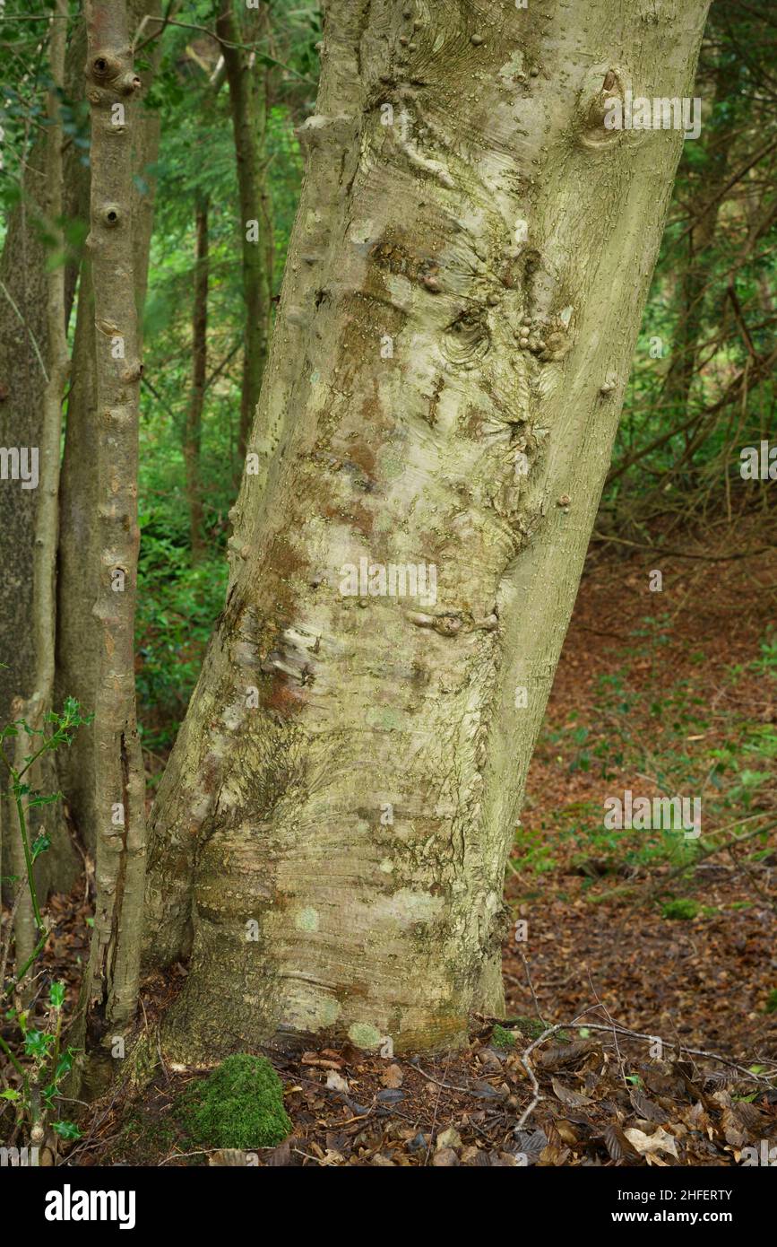 A close up of the trunk or bole of a mature Holly tree Stock Photo - Alamy