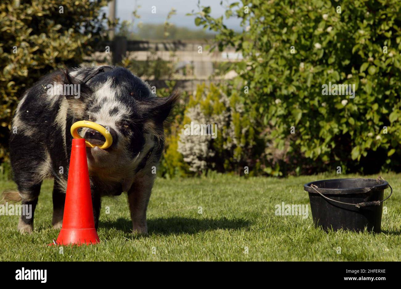 Anaimal Behaviour High Resolution Stock Photography and Images - Alamy