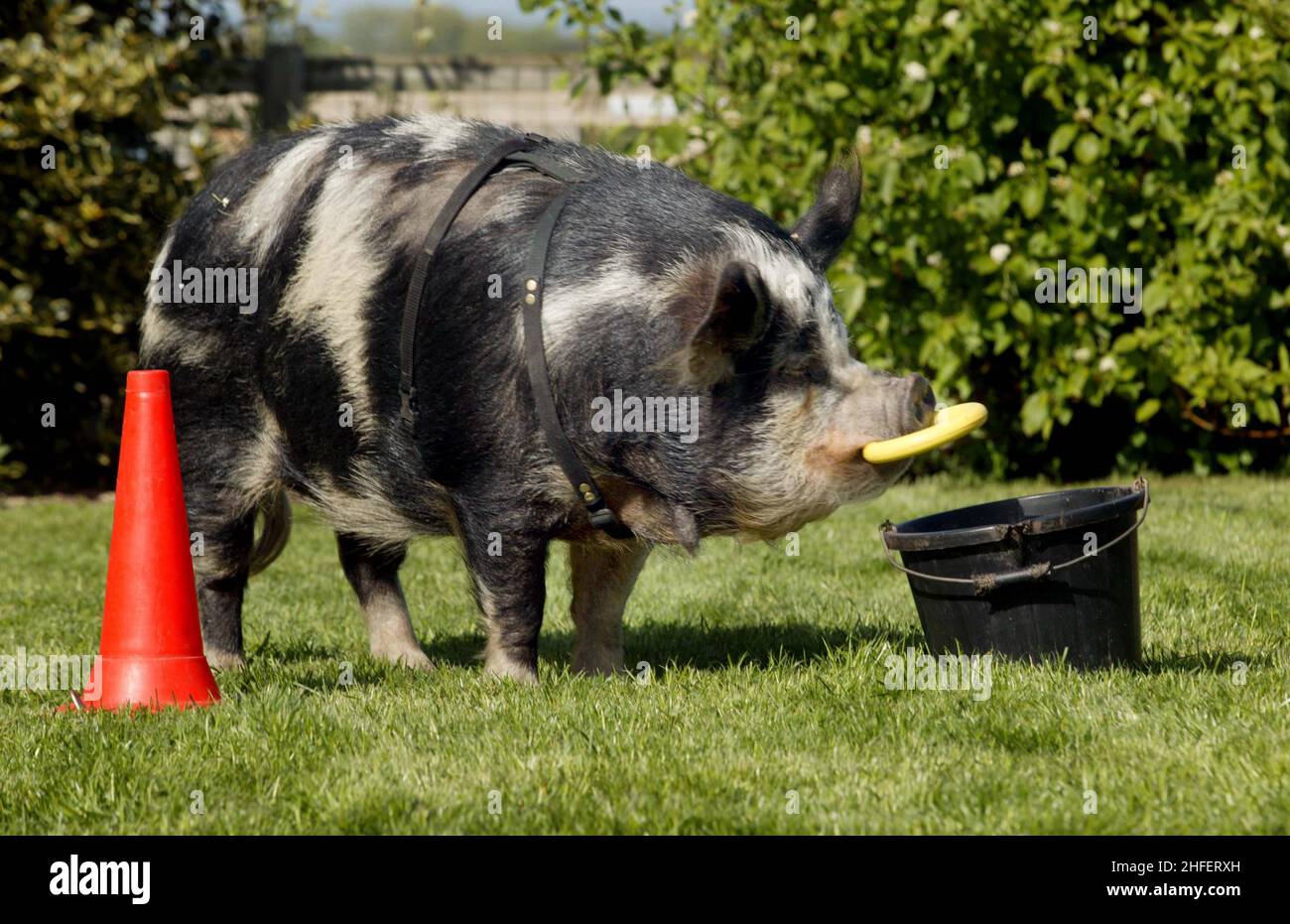 SMART PIG PURDEY, THE NEWEST MEMBER OF THE DOG AGILITY TEAM FROM THE ...