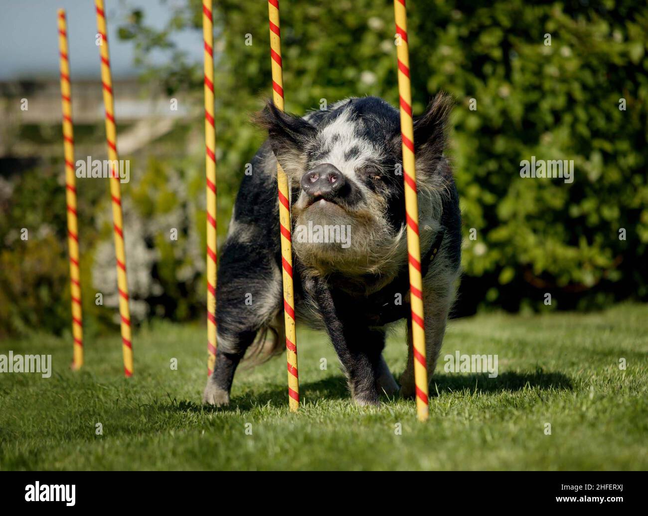 Pig racing hi-res stock photography and images - Alamy