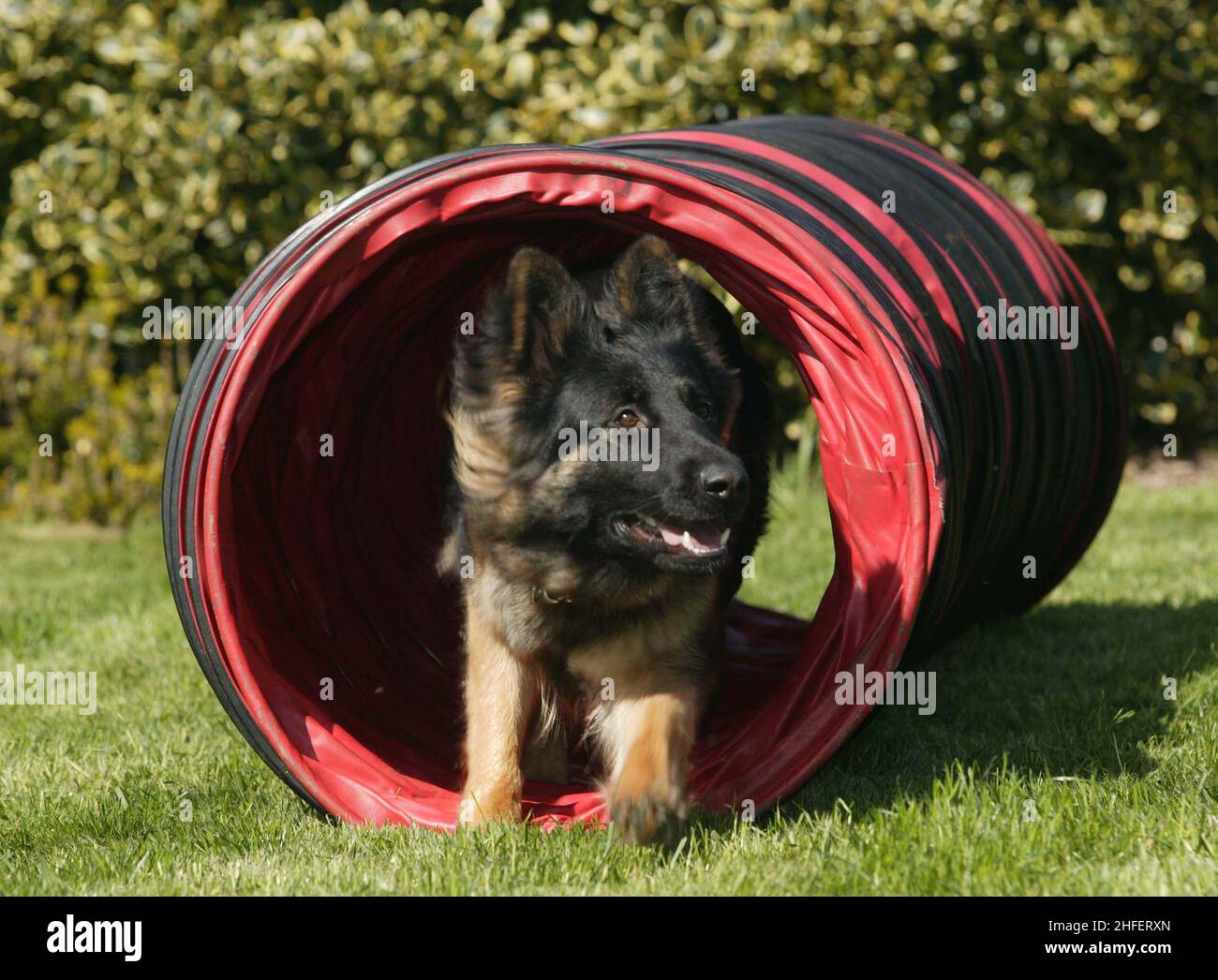 Tunnelling animals hi-res stock photography and images - Alamy