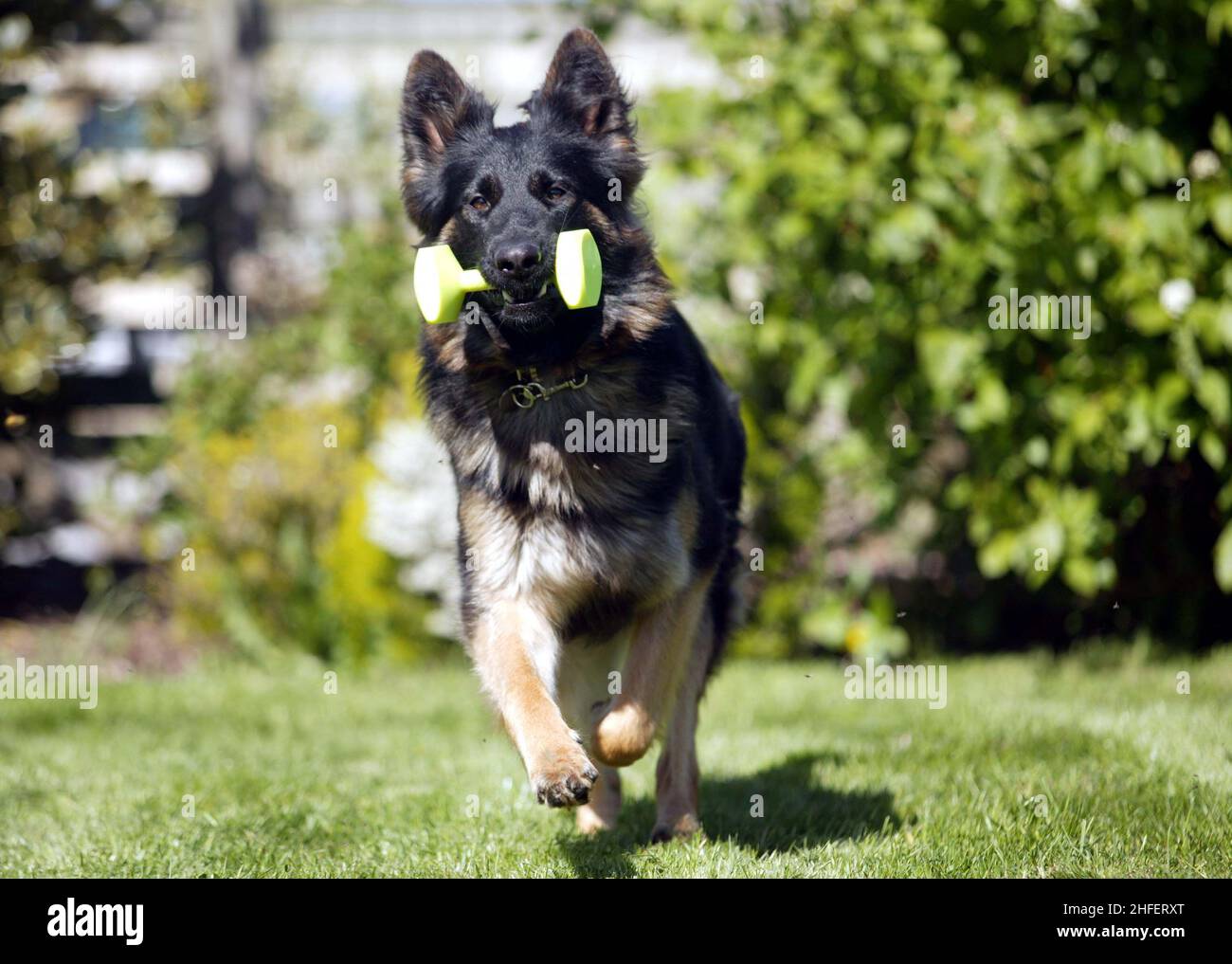 INCA THE DOG DOING THE RETREIVAL BONE TRICK. SHE PITS HER TALENTS ...