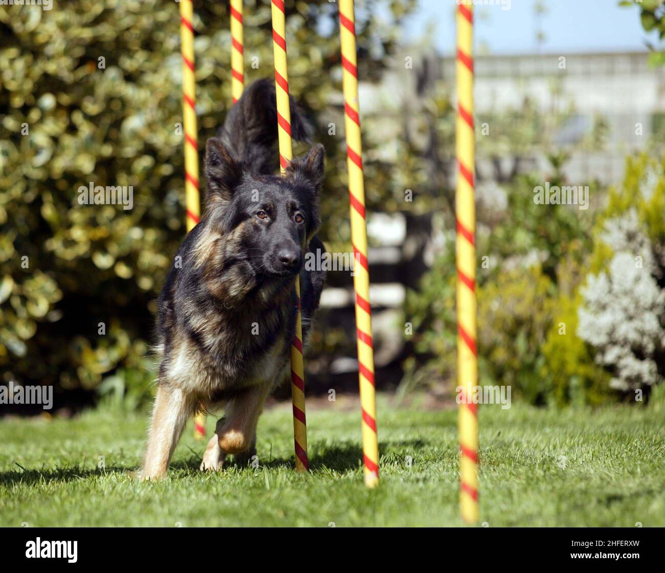 INCA THE DOG DOING THE SLALOM POLES. SHE PITS HER TALENTS AGAINST SMART ...