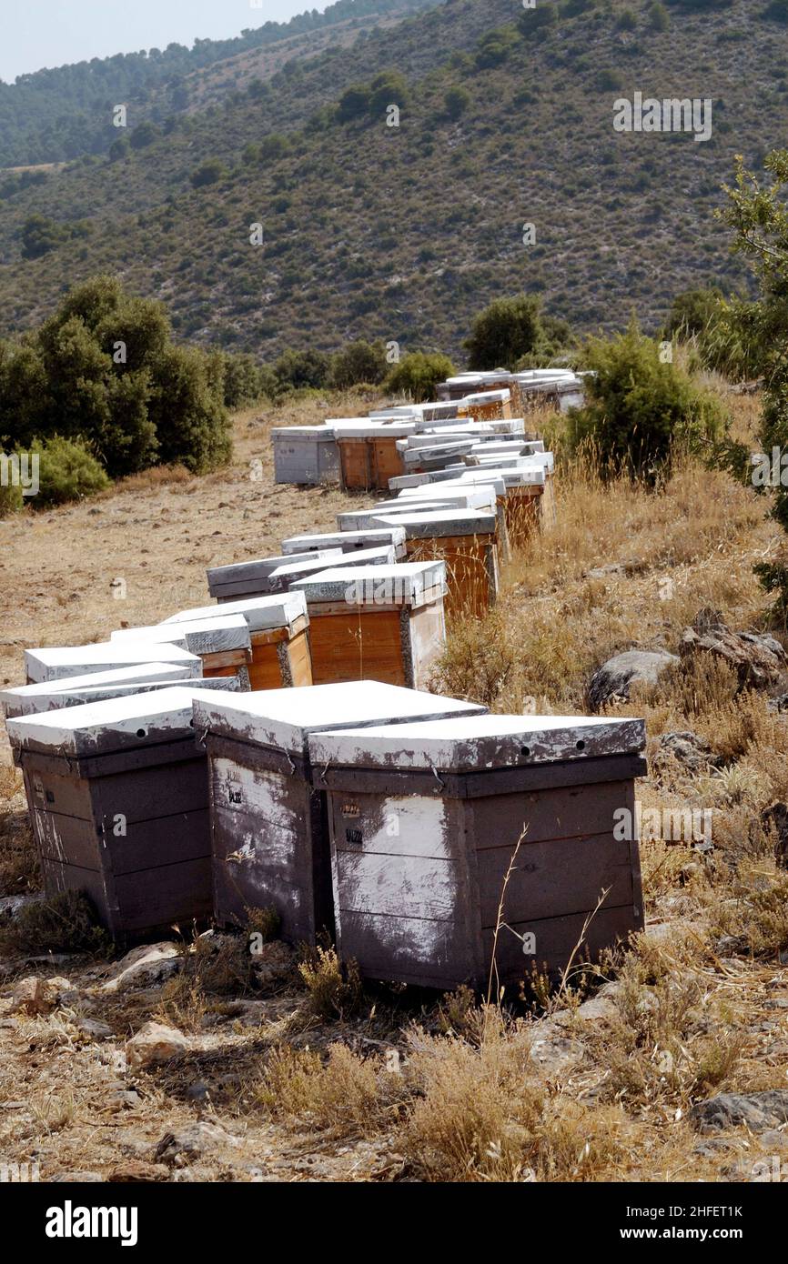 Bee hives, in the high mountains, elaboration of the rich honey Stock ...