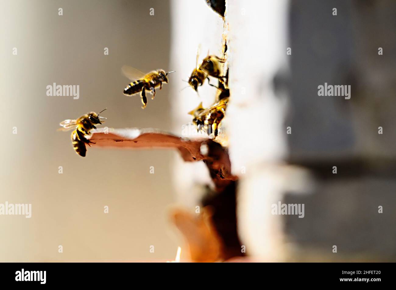 The European bee, is a species of apocrite hymenoptera of the Apidae ...