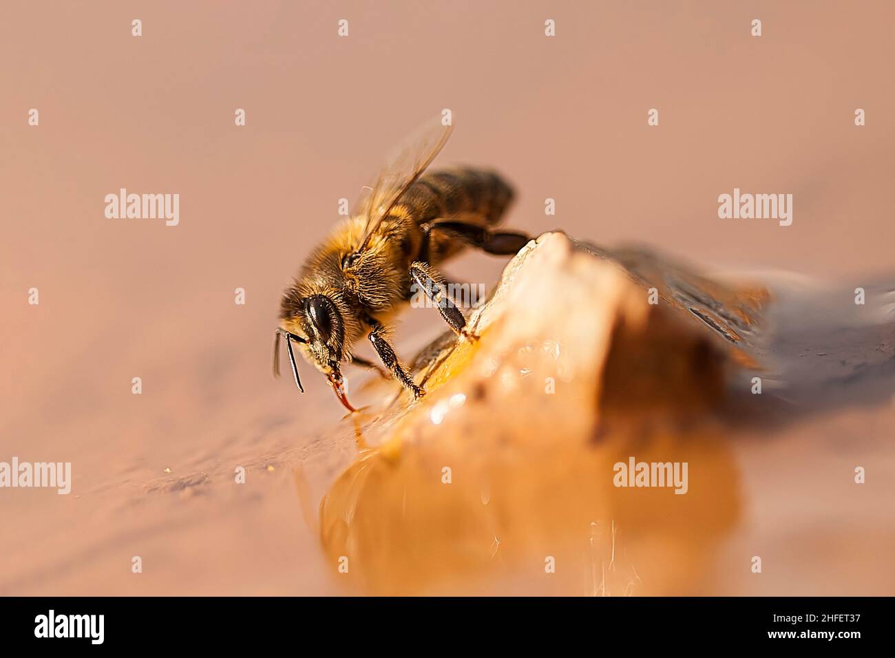 The European bee, is a species of apocrite hymenoptera of the Apidae ...