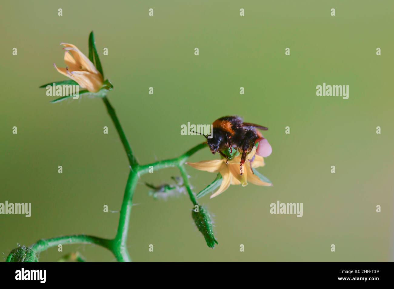 The common bumblebee is a species of apocrite hymenoptera of the Apidae ...