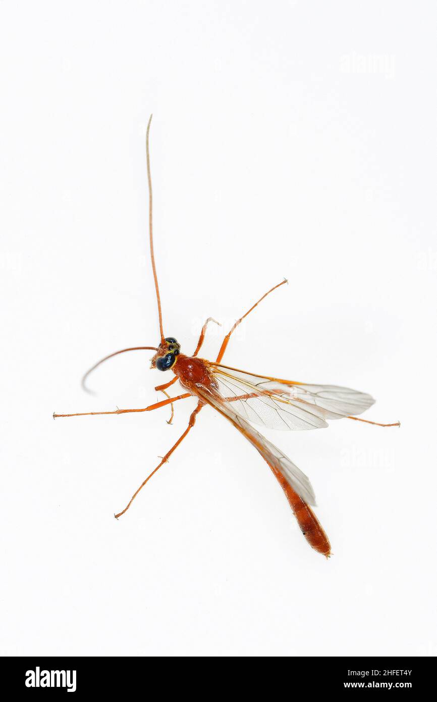 Enicospilus is a genus of insect in the family Ichneumonidae of the ...